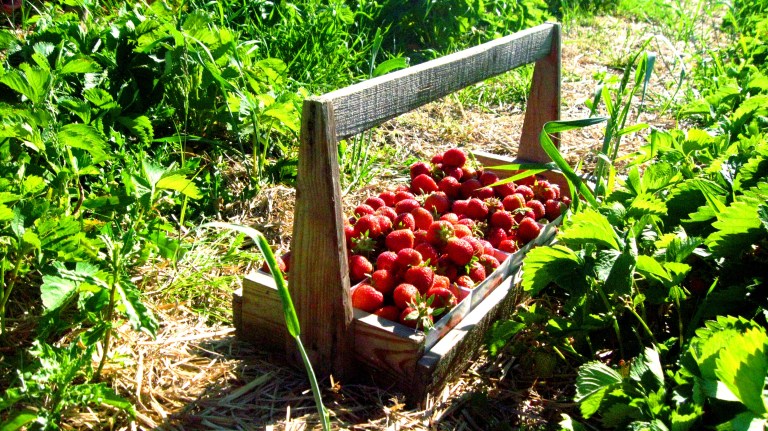 | Swedish strawberry culturesemiswede