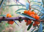 | Havtorn (Sea Buckthorn)semiswede