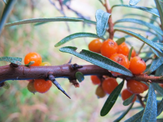 | Havtorn (Sea Buckthorn)semiswede