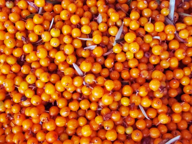 | Havtorn (Sea Buckthorn)semiswede
