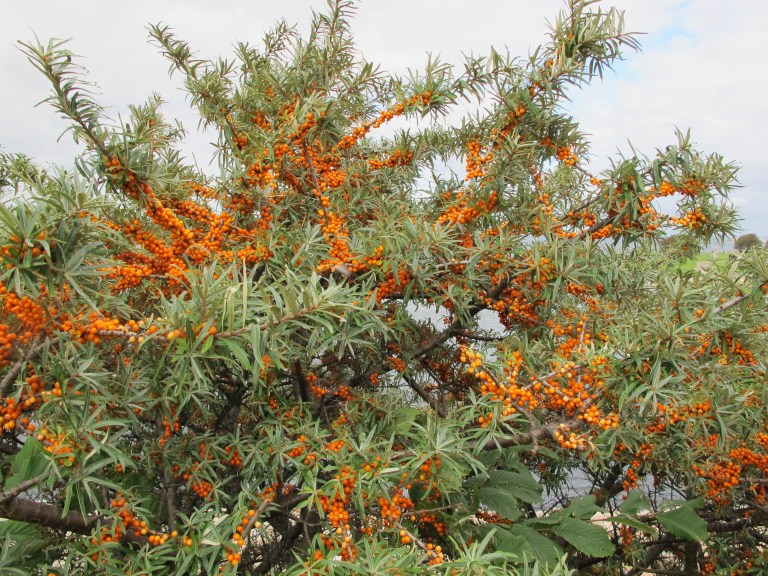 | Havtorn jam take 2 semiswede