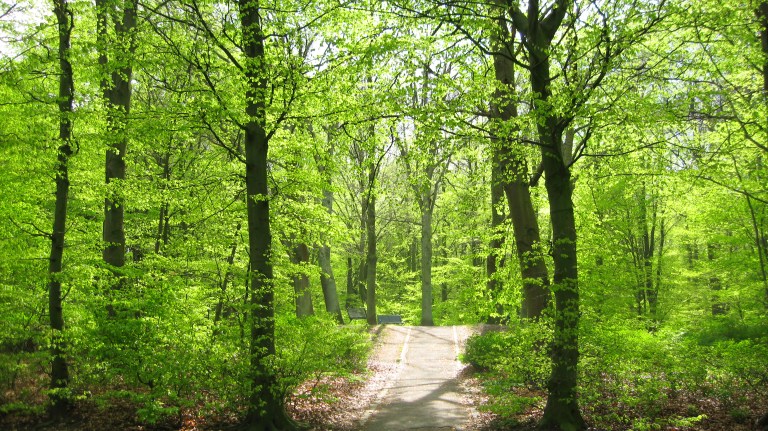 | Vår i Skåne – spring in southern Swedensemiswede